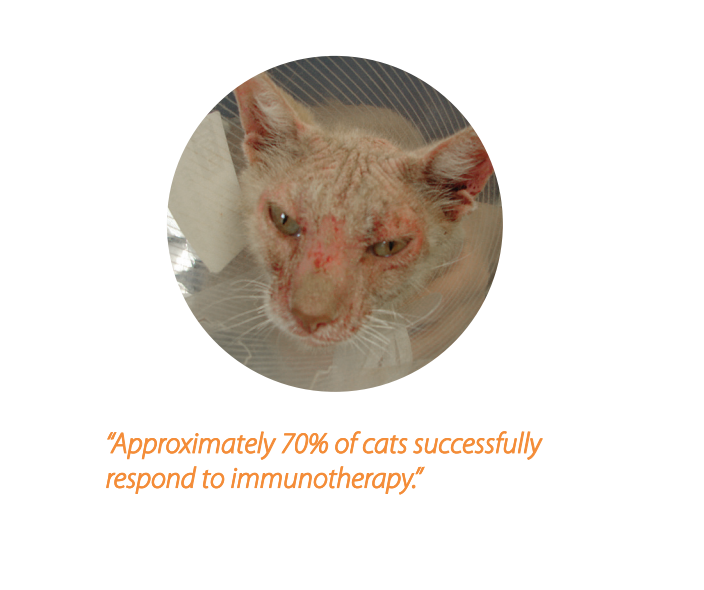 Why I Love to Treat Feline Atopy! - Heska Canada