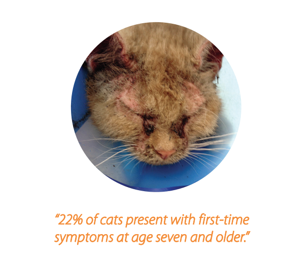 Why I Love to Treat Feline Atopy! - Heska Canada